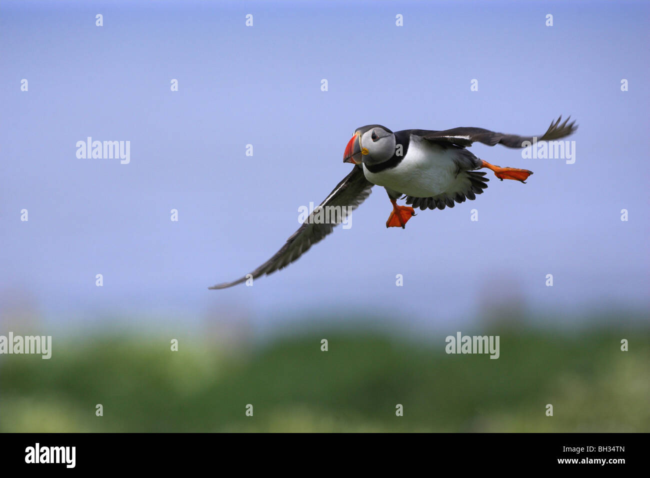 atlantic puffin (Fratercula arctica) flying Stock Photo - Alamy