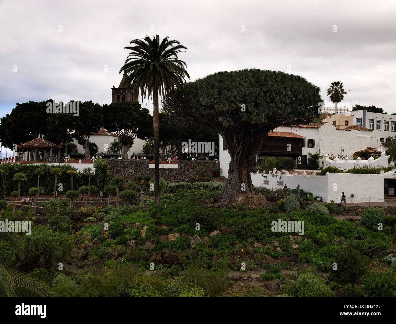 Dragon Tree Dracaena draco, at Icod de los Vinos. Over 16m high and at ...