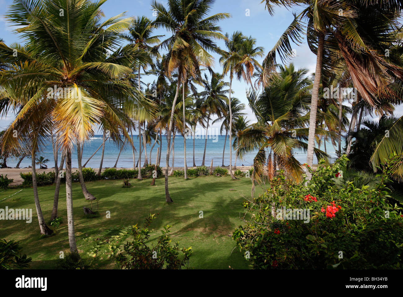 Palm trees, lawn beach, ocean, Las Galeras, Samana peninsula, Dominican ...
