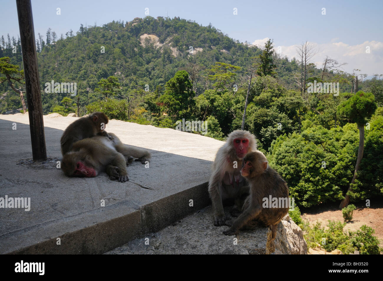 Monkeys roaming freely in Mount Misen. Itsukushima (Miyajima) Island ...