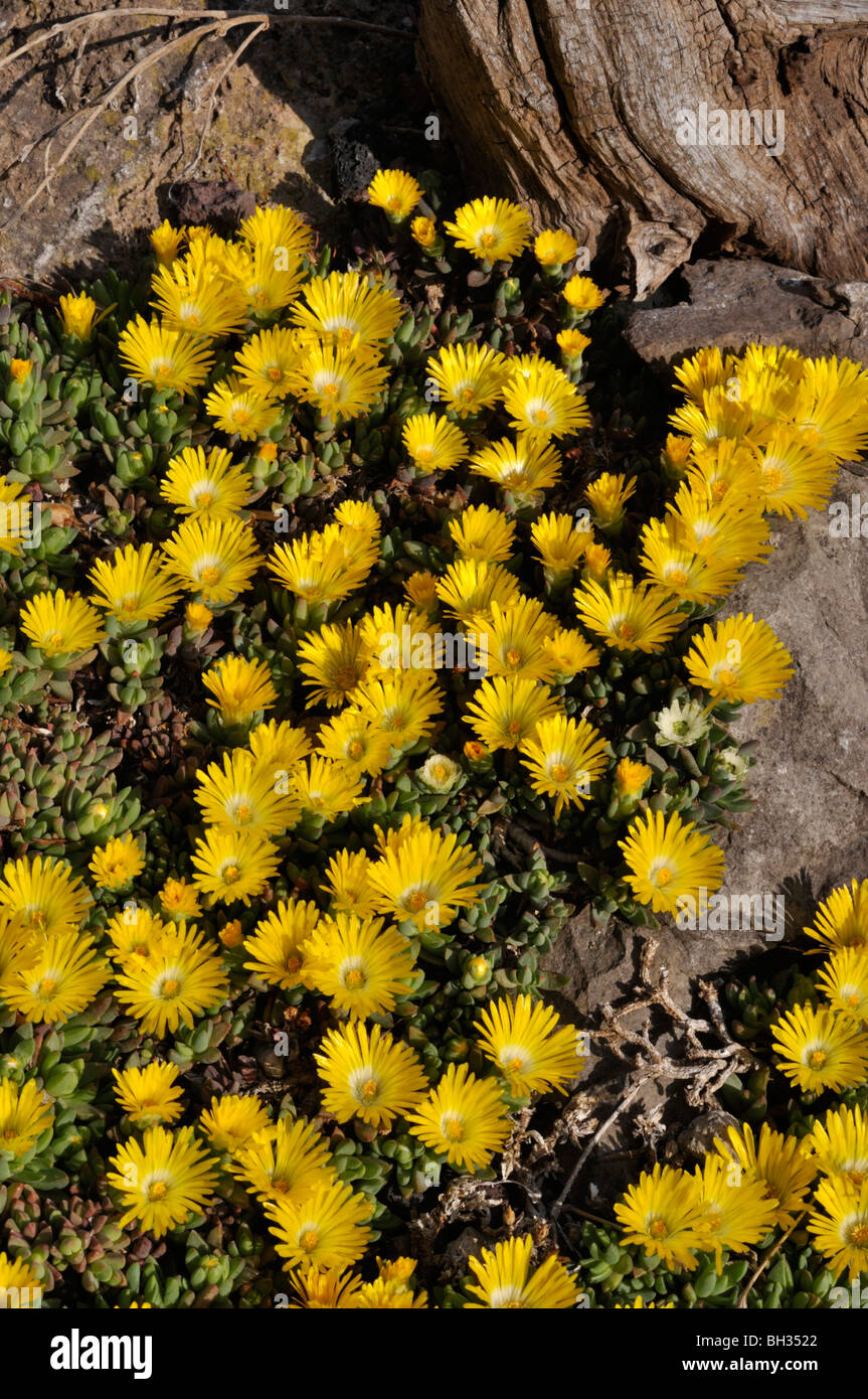 Ice plant (Delosperma congestum Stock Photo - Alamy