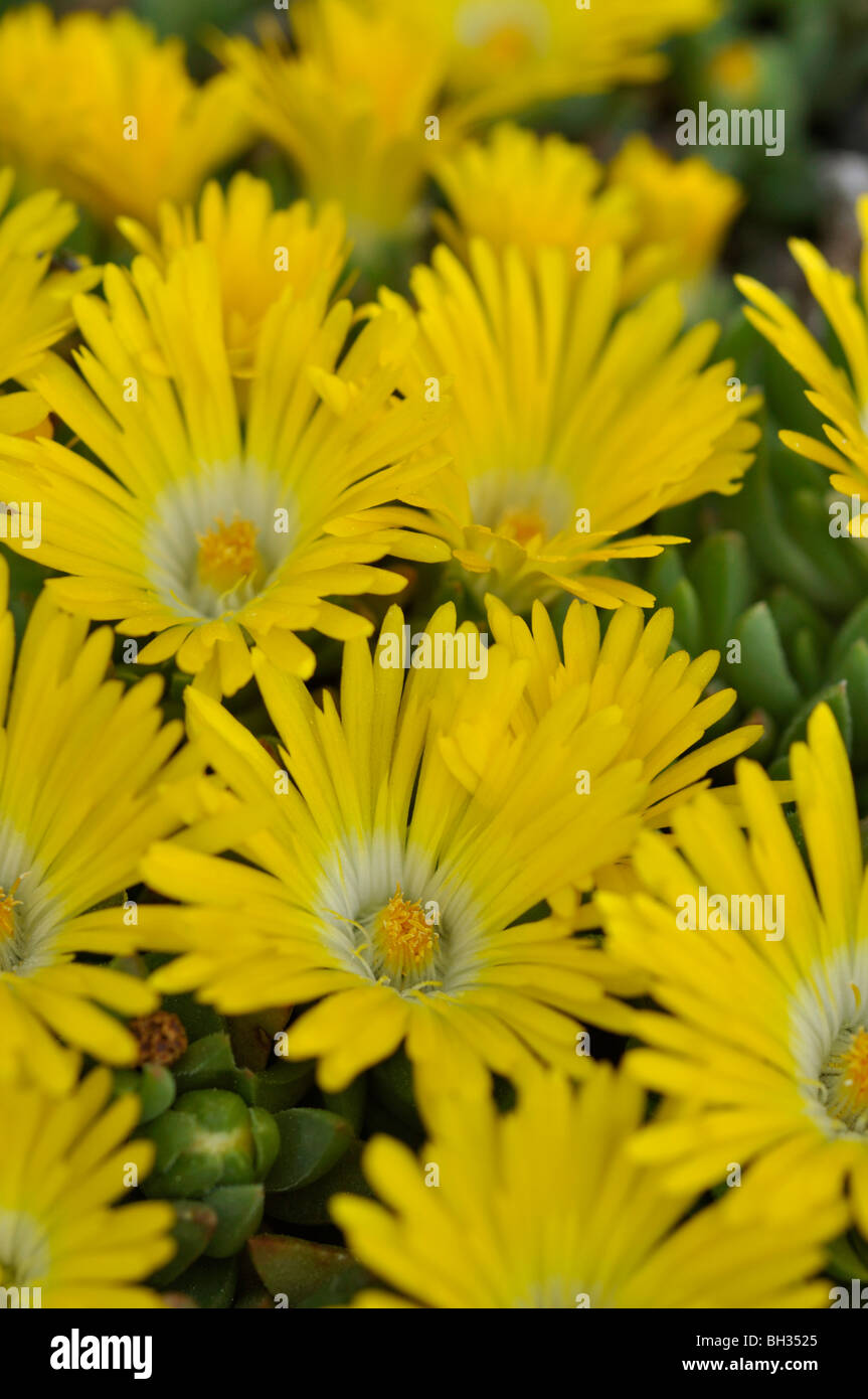 Ice plant (Delosperma congestum Stock Photo - Alamy