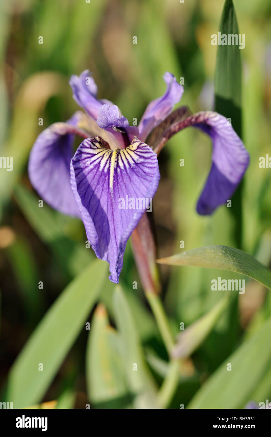Clarke's iris (Iris clarkei Stock Photo - Alamy