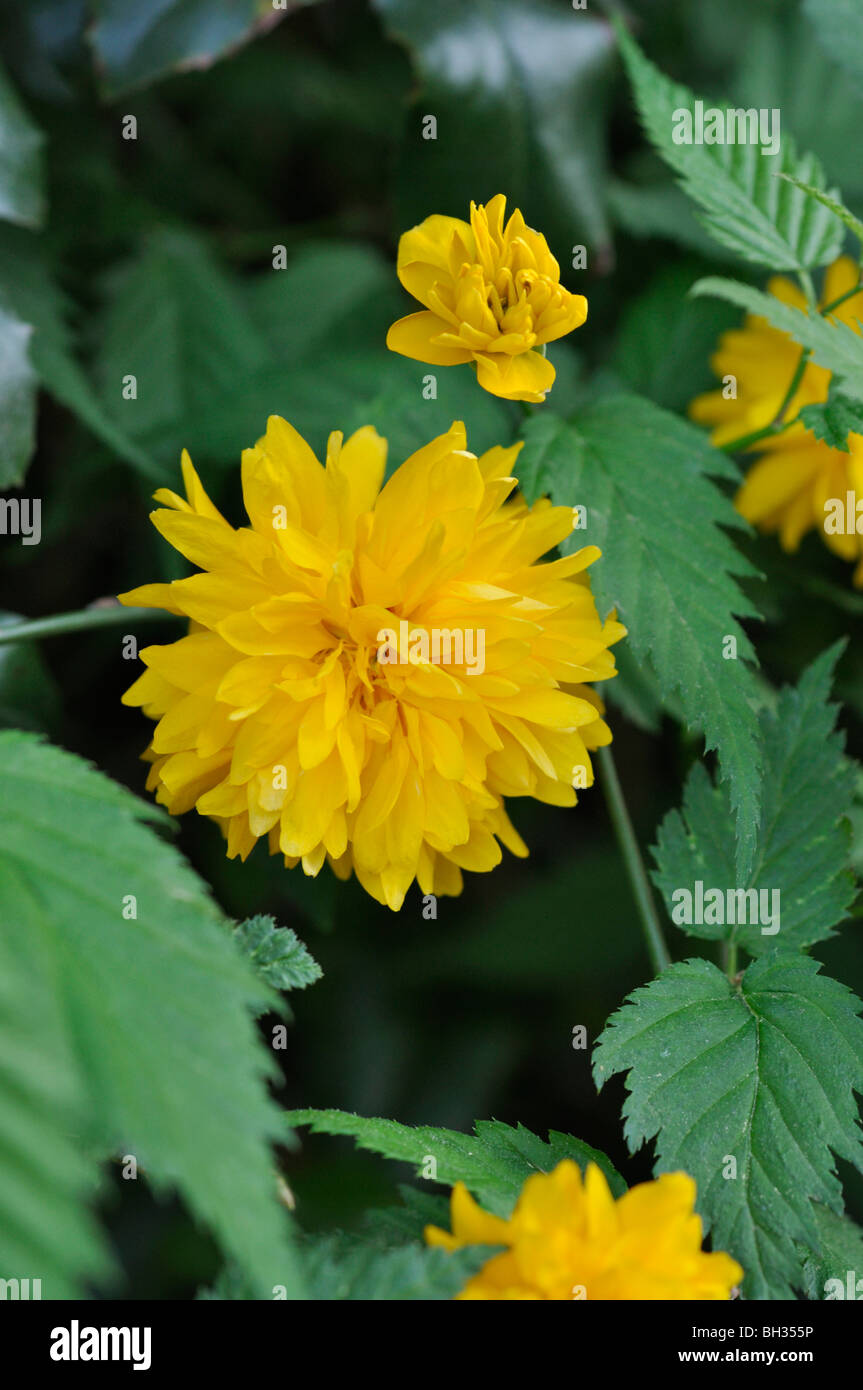 Japanese rose (Kerria japonica 'Pleniflora' Stock Photo - Alamy