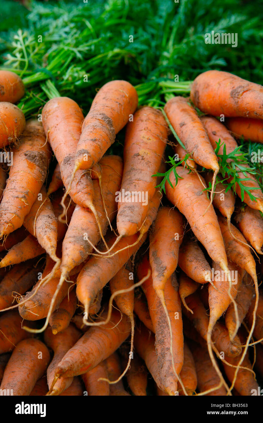 Bunches of freshly grown organic carrots Stock Photo - Alamy