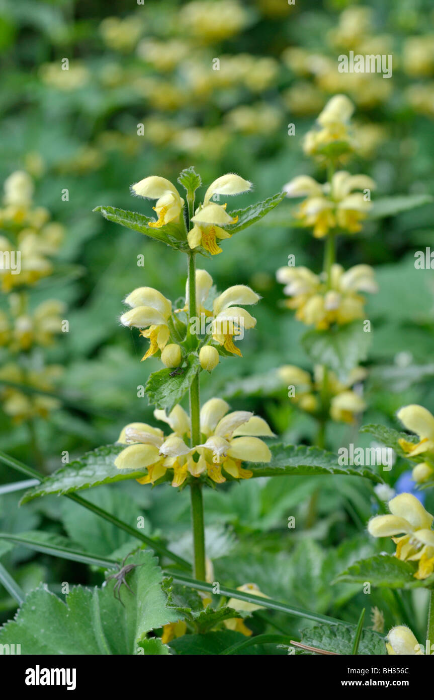 Yellow archangel (Lamium galeobdolon 'Florentinum' syn. Lamiastrum ...