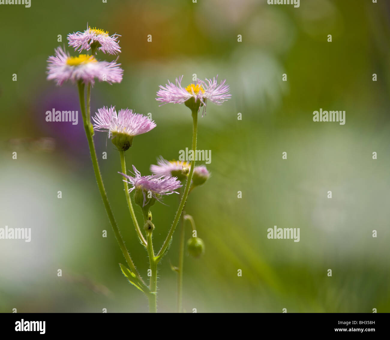 Canada fleabane hi-res stock photography and images - Alamy