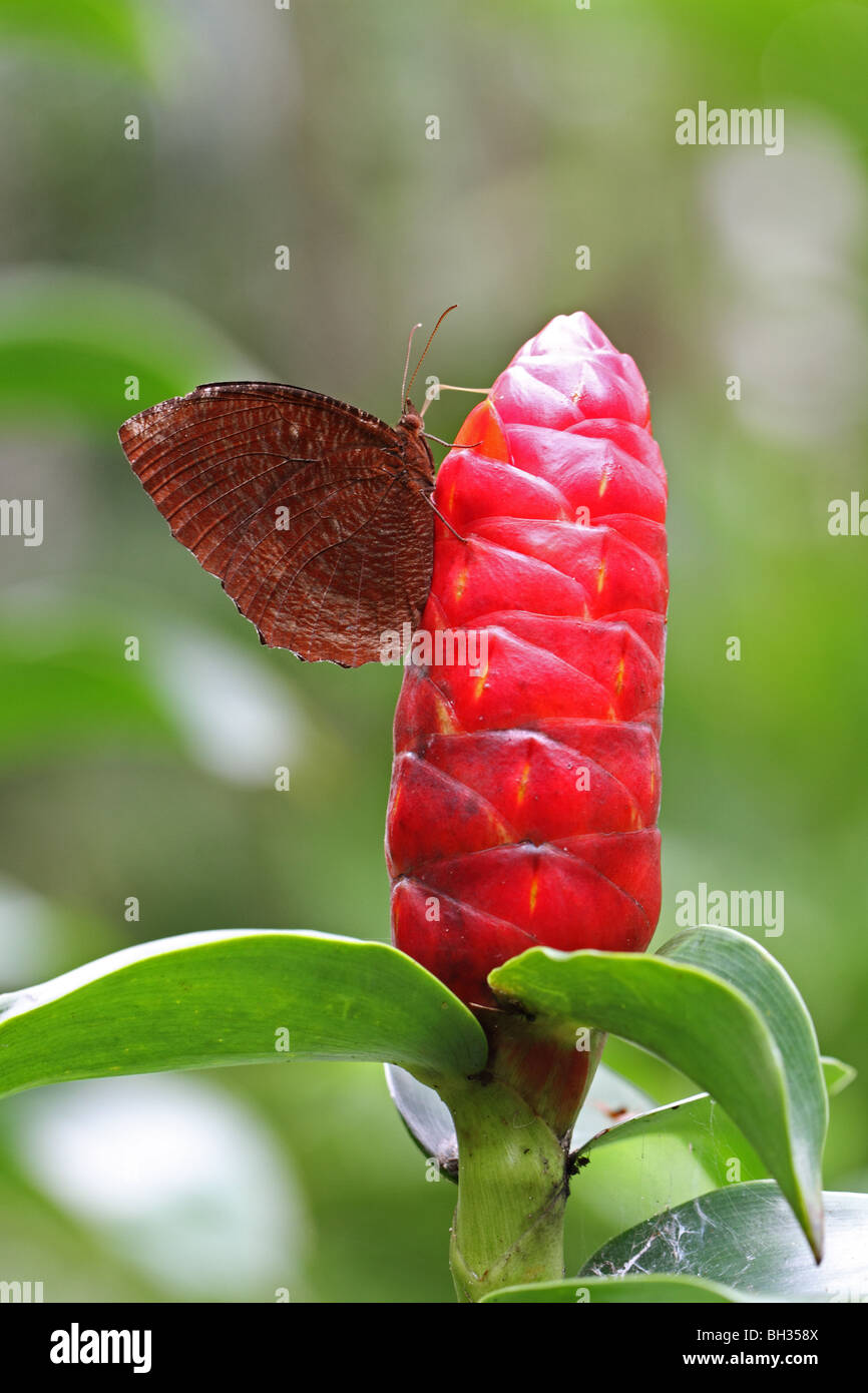 Common Palmfly (Elymnias hypermnestra Stock Photo - Alamy