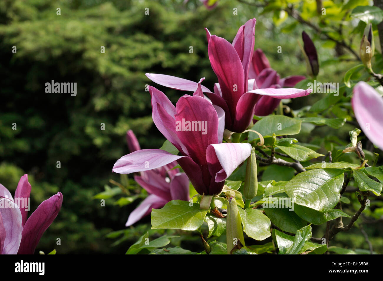 Lily magnolia (Magnolia liliiflora Stock Photo - Alamy