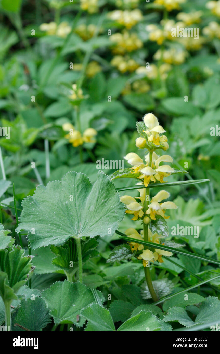 Yellow archangel (Lamium galeobdolon 'Florentinum' syn. Lamiastrum ...