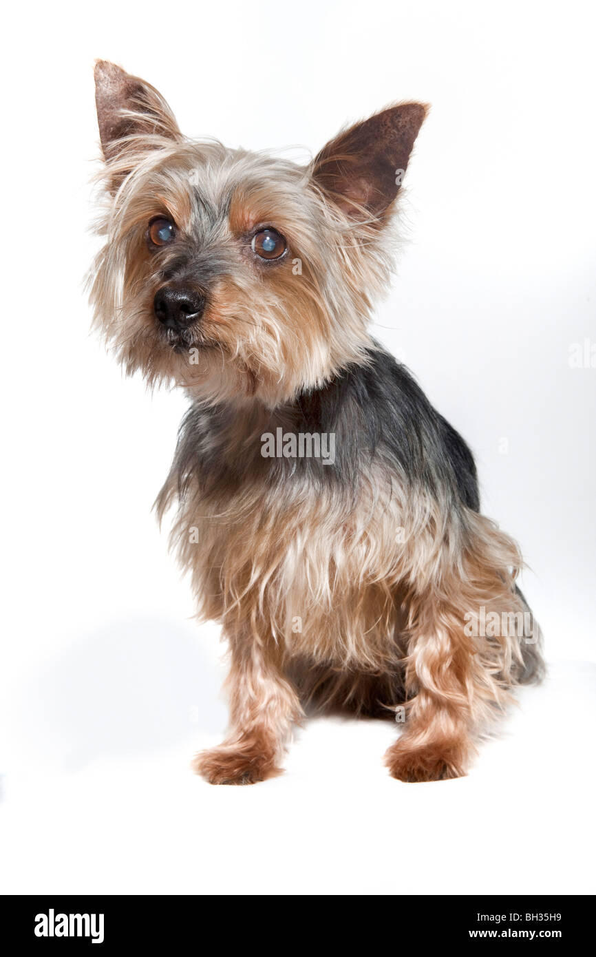Yorkshire Terrier portrait Stock Photo - Alamy