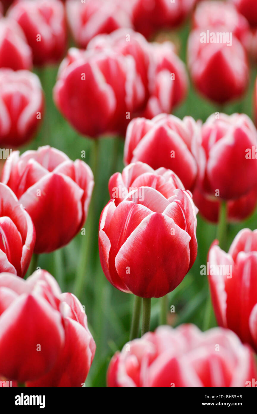 Leen hi-res stock photography and images - Alamy