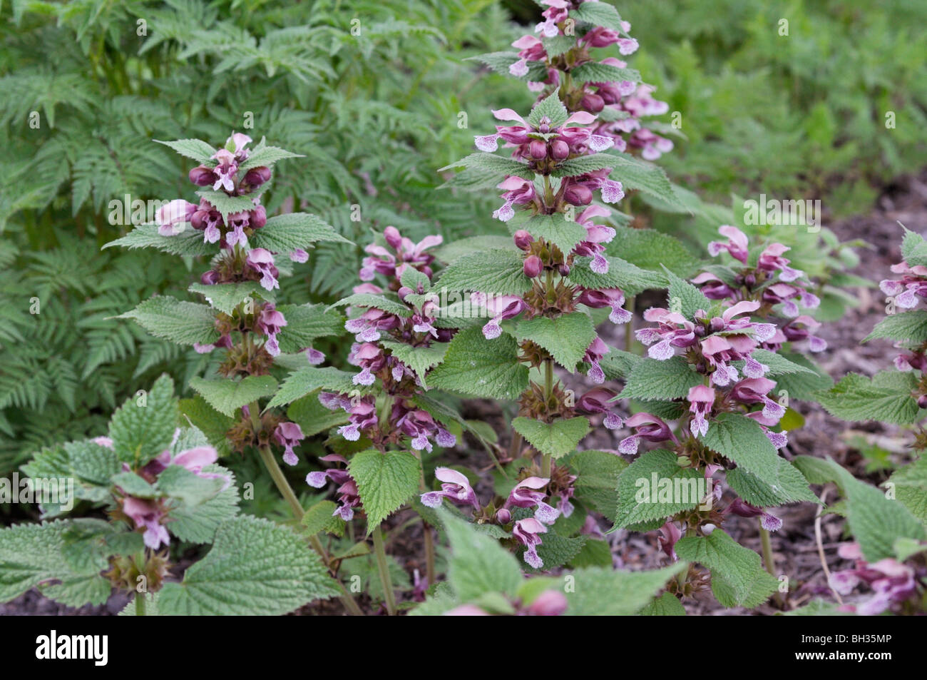 Deadnettle species hi-res stock photography and images - Alamy