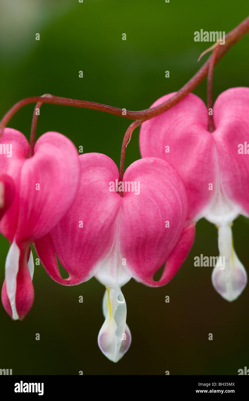 Bleeding patterns hi-res stock photography and images - Alamy