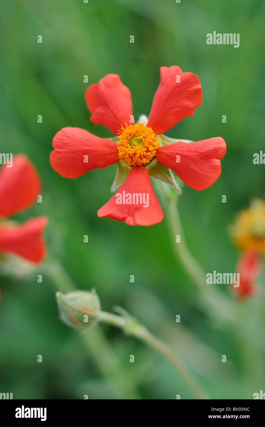 Geum coccineum hi-res stock photography and images - Alamy