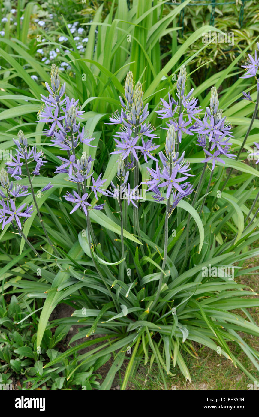 Large camas (Camassia leichtlinii Stock Photo - Alamy