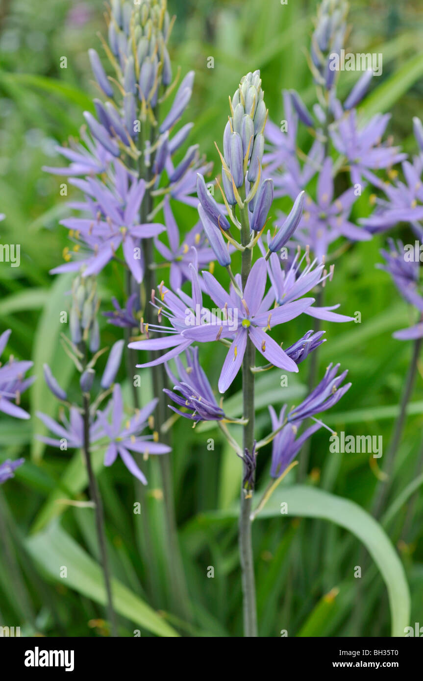Large camas (Camassia leichtlinii Stock Photo - Alamy