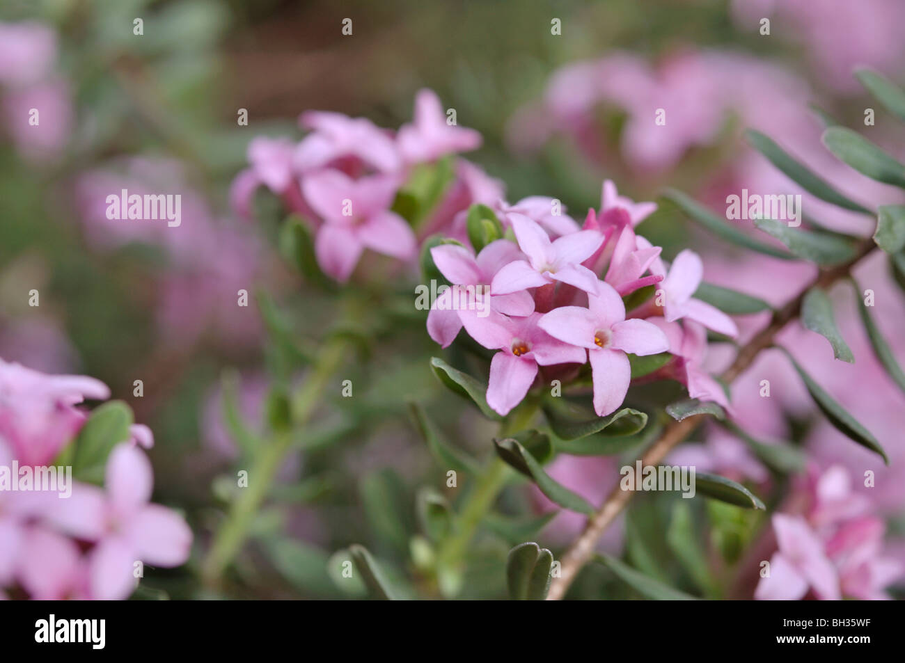 Garland flower (Daphne cneorum Stock Photo - Alamy