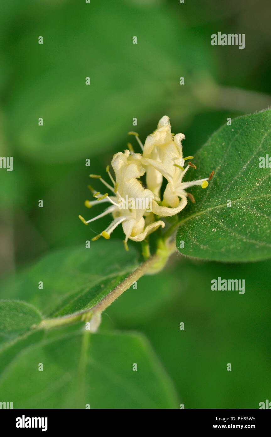 Fly honeysuckle (Lonicera xylosteum Stock Photo - Alamy