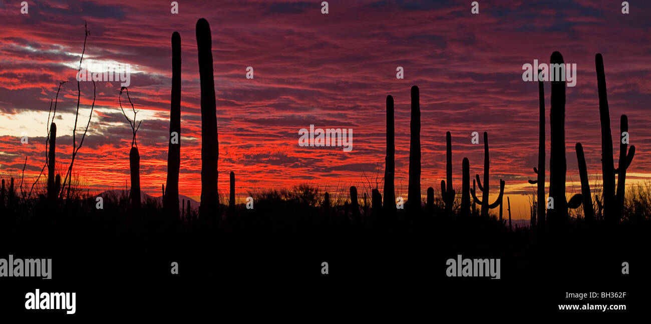 Arizona desert scenery hi-res stock photography and images - Alamy