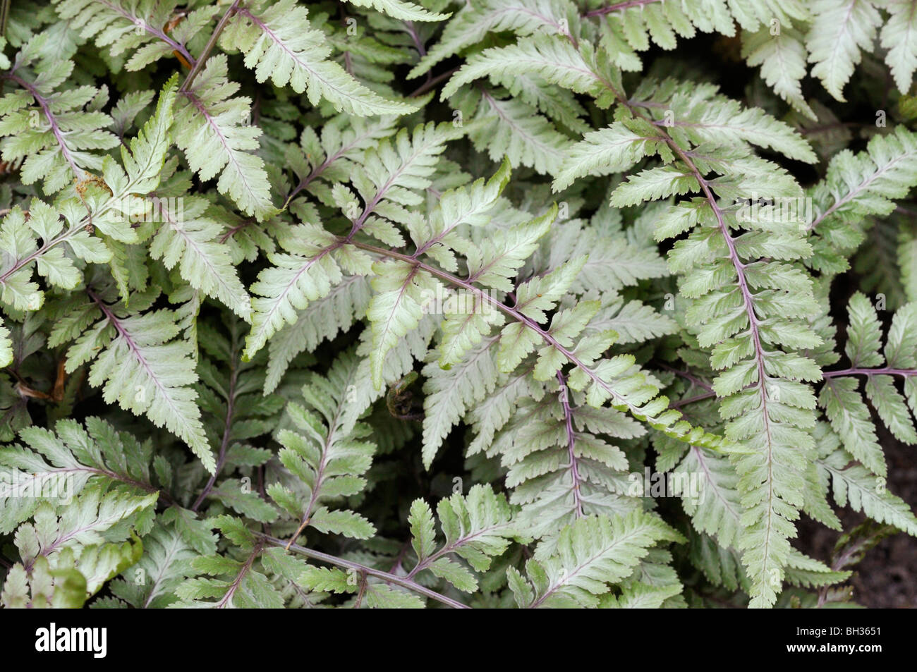 Japanese painted fern (Athyrium niponicum 'Metallicum' Stock Photo - Alamy