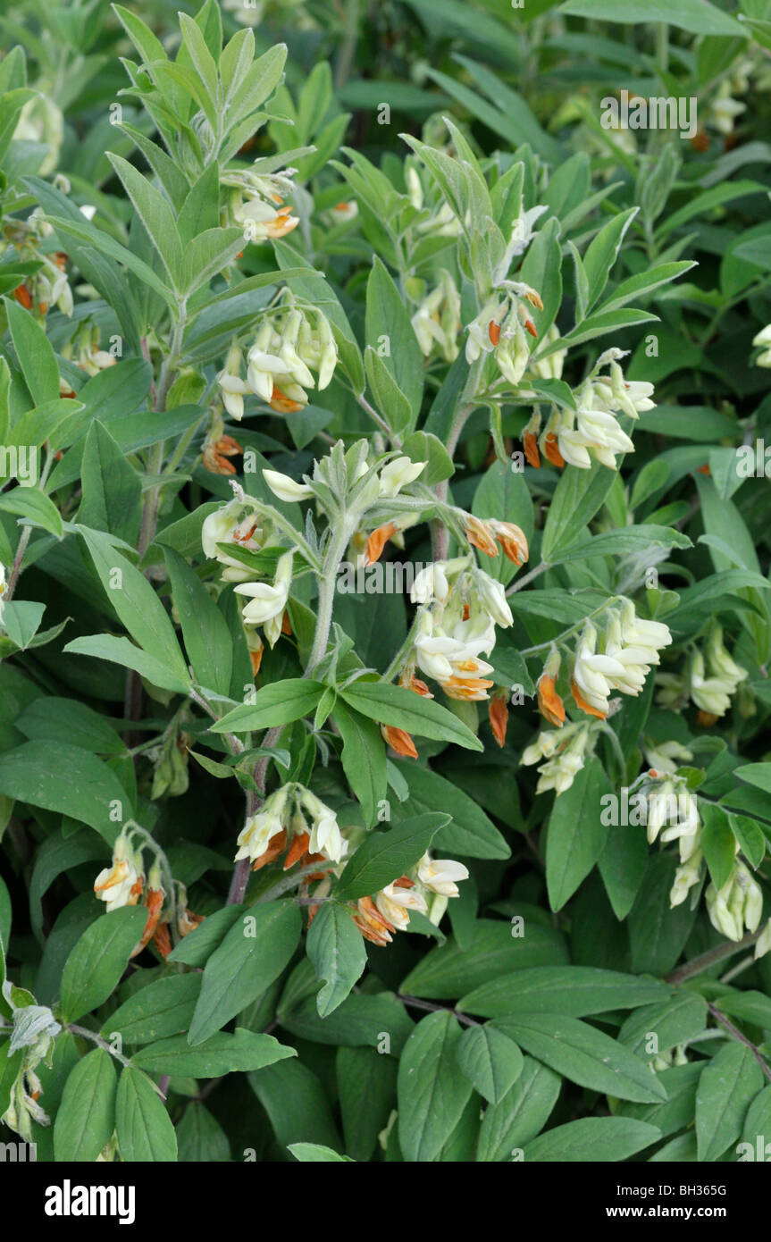 Yellow pea (Lathyrus laevigatus Stock Photo - Alamy