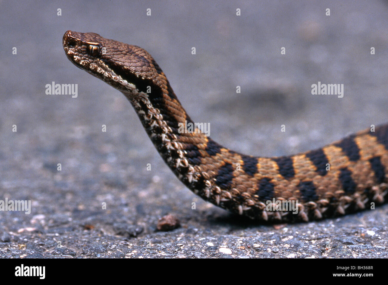 Venomous snake in france hi-res stock photography and images - Alamy