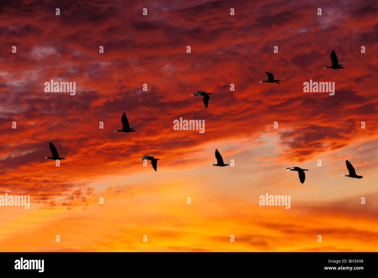 MIGRATION, FLIGHT OF BLACK GEESE AGAINST A FLAMBOYANT SKY AT SUNSET ...