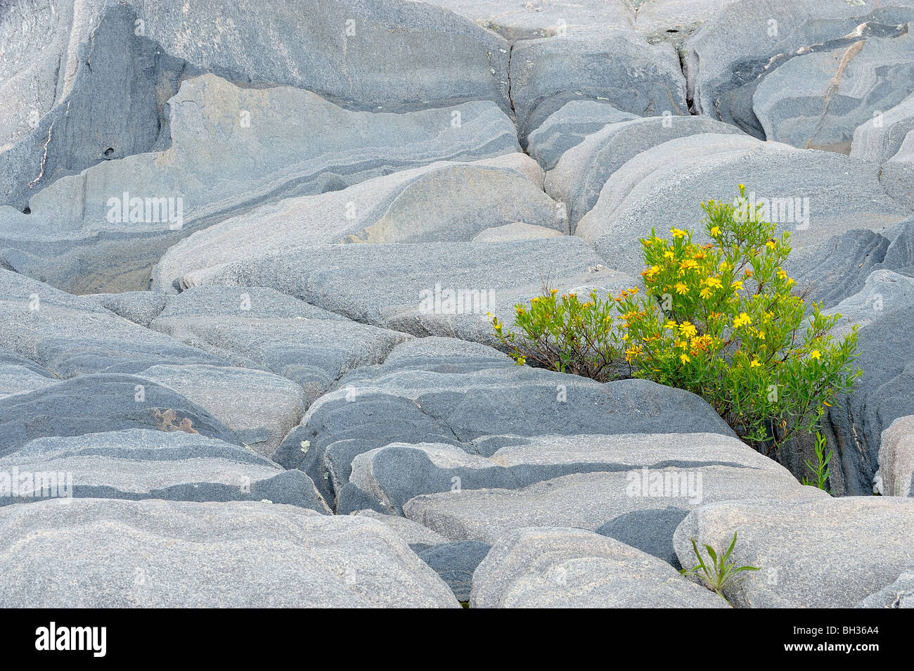 Grey straight gneiss rock outcrops with cinquefoil shrub (Potentilla ...
