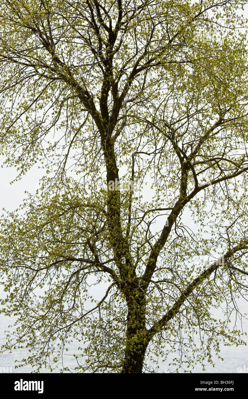 Emerging foliage in Trembling aspen (Populus tremuloides) tree on shore ...