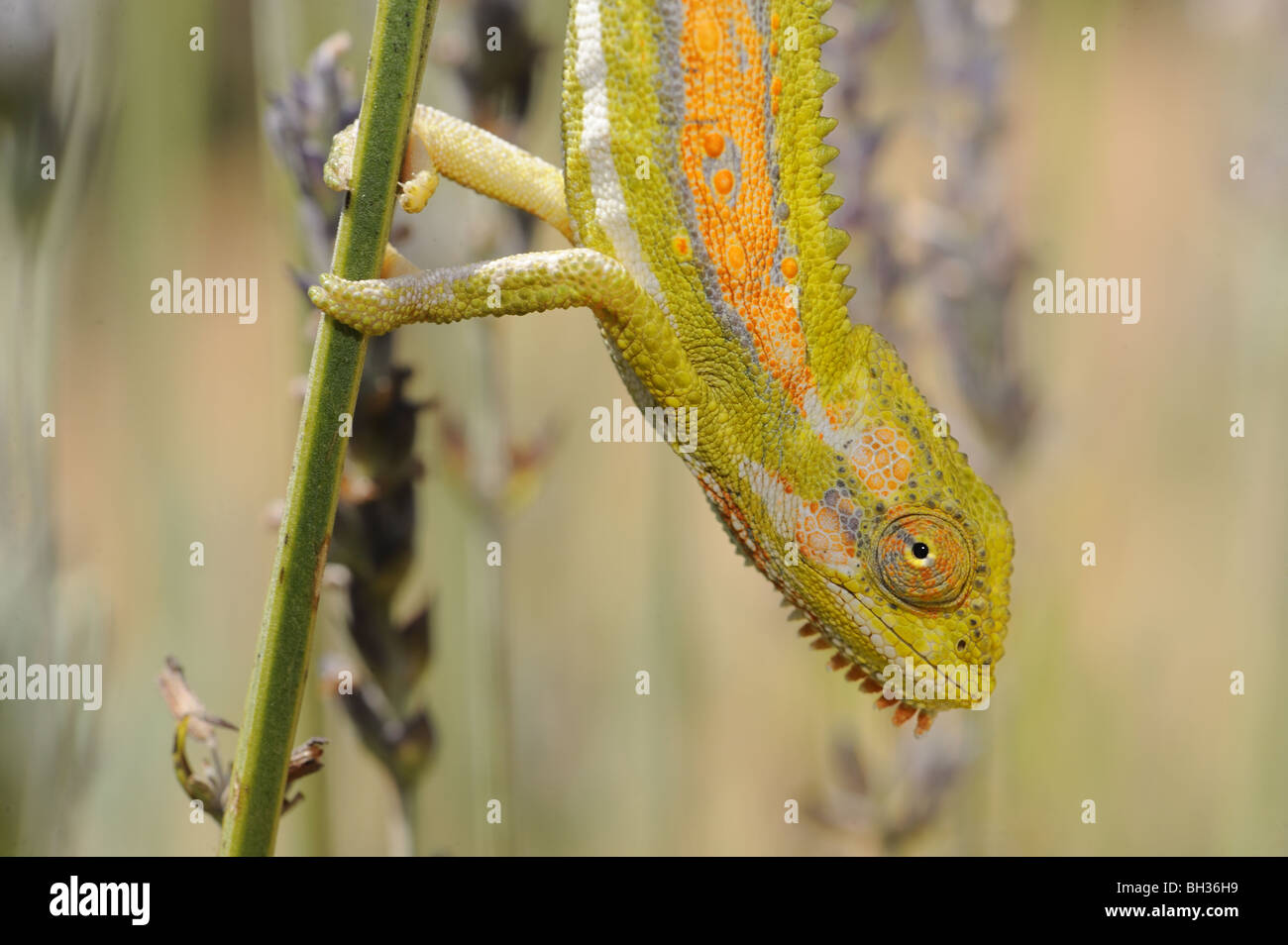 Cape dwarf bradypodion pumilum hi-res stock photography and images - Alamy