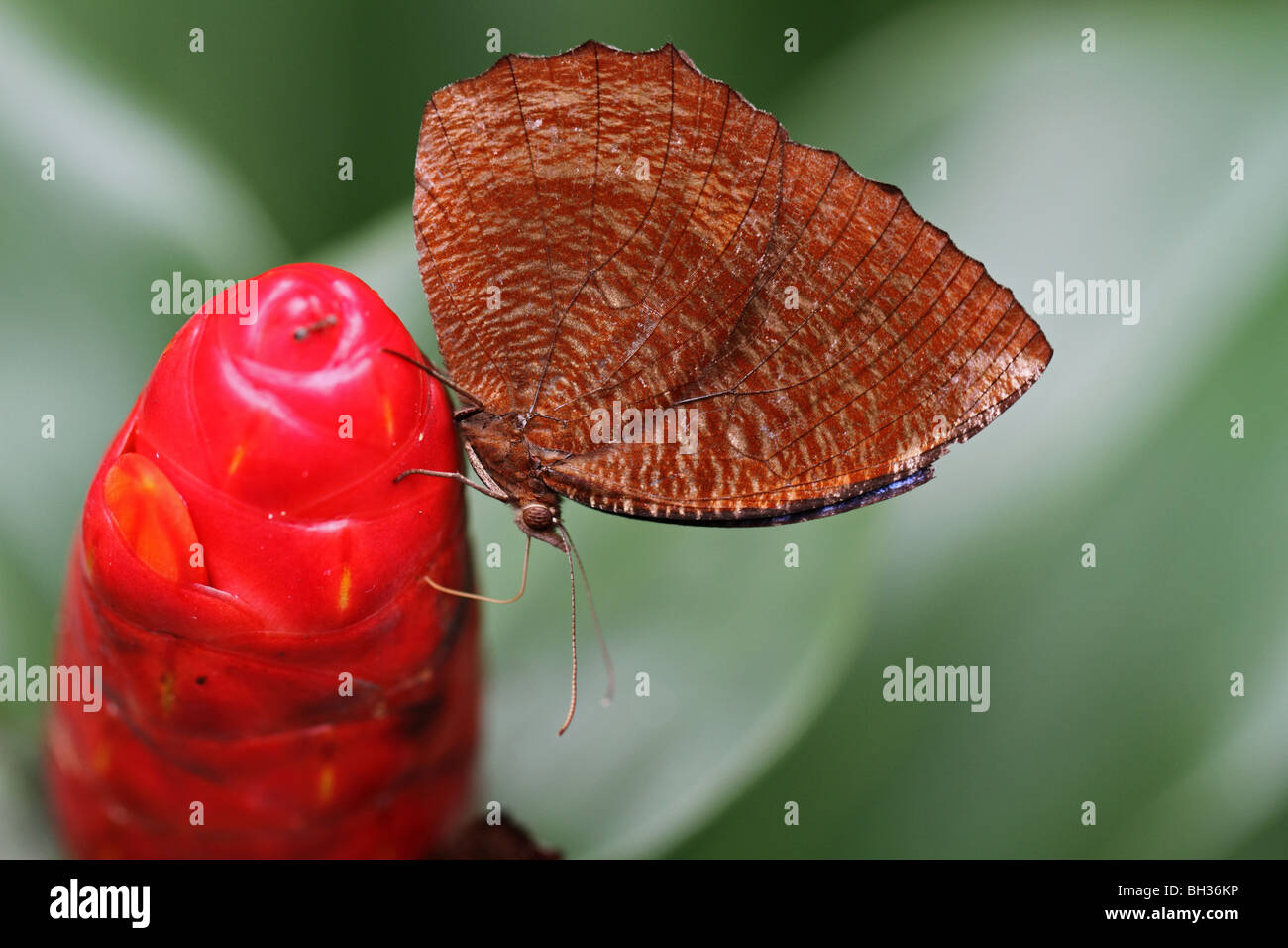 Common Palmfly (Elymnias hypermnestra Stock Photo - Alamy