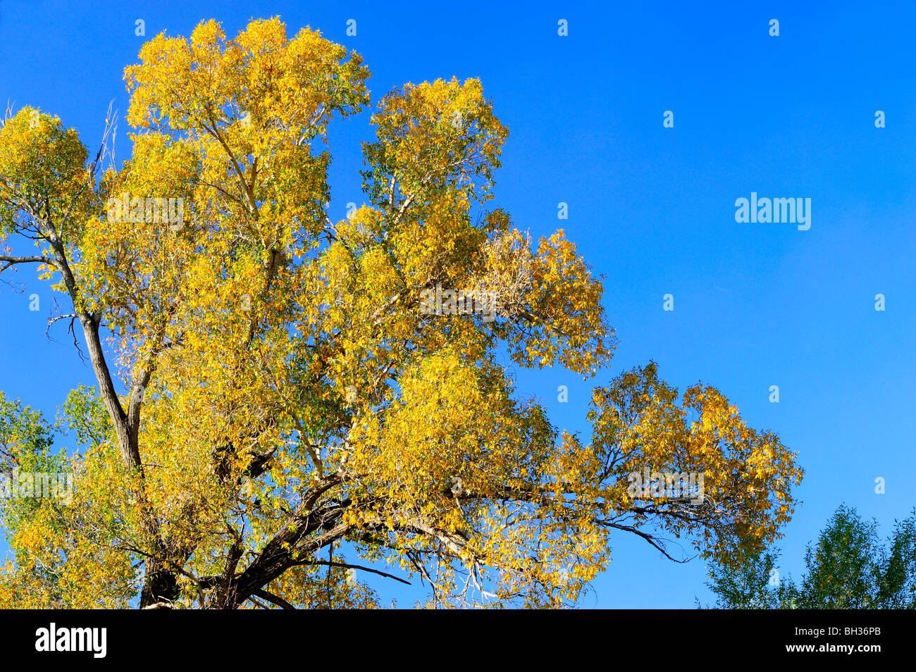 Cottonwood (Populus deltoides) tree in autumn colour, Bozeman, Montana ...