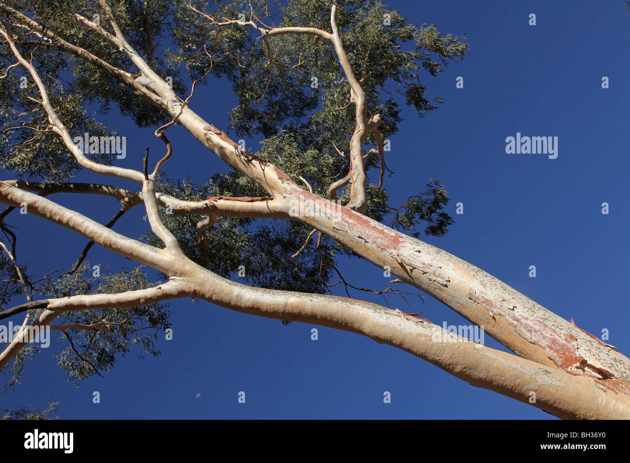 Red river gum hi-res stock photography and images - Alamy