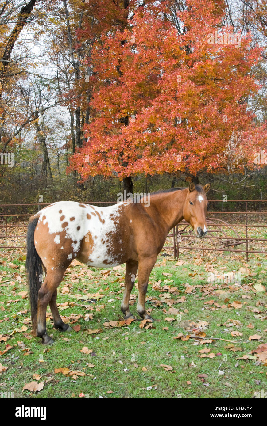 Appaloosa Blanket