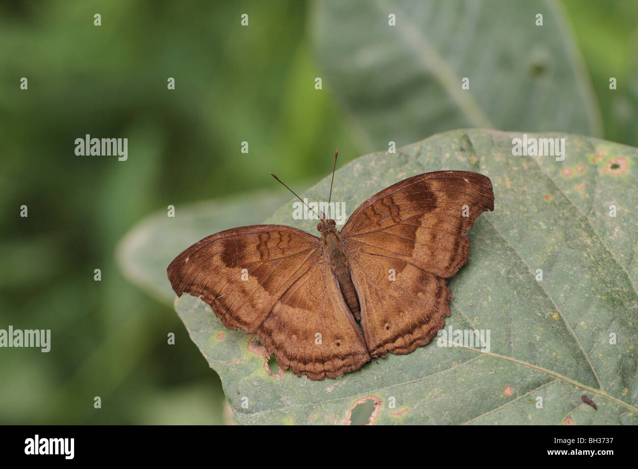 Chocolate Pansy / Chocolate Soldier (Junonia iphita Stock Photo - Alamy