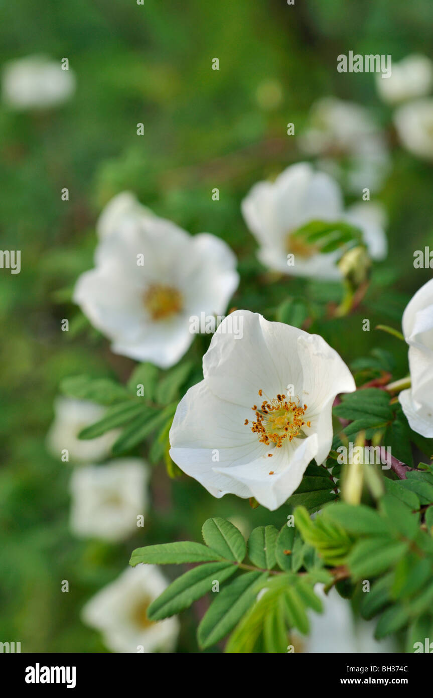 Omeiensis hi-res stock photography and images - Alamy