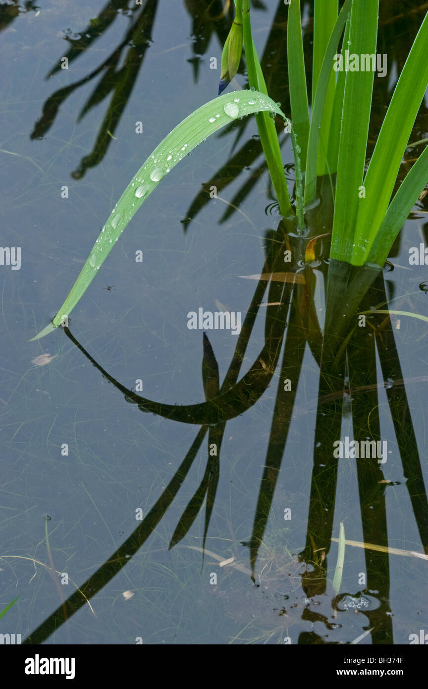 Raindrops on drooping leaves of blue flag (Iris versicolor) at edge of ...