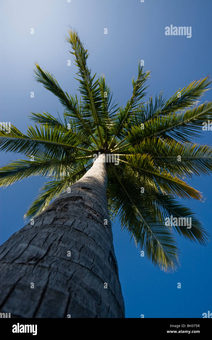 Palm tree seen from below Stock Photo - Alamy