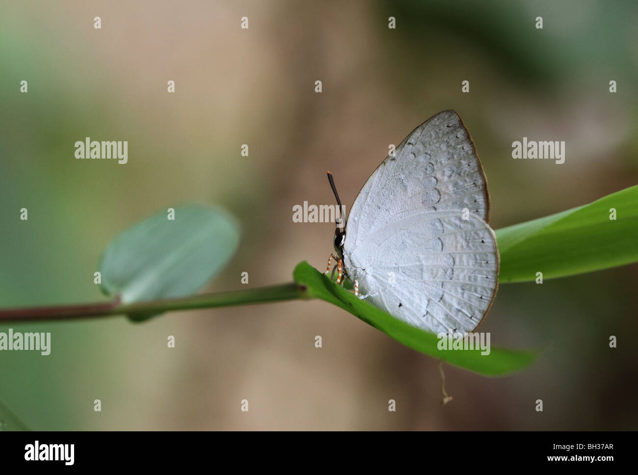 Burmese Sunbeam (Curetis saronis Stock Photo - Alamy