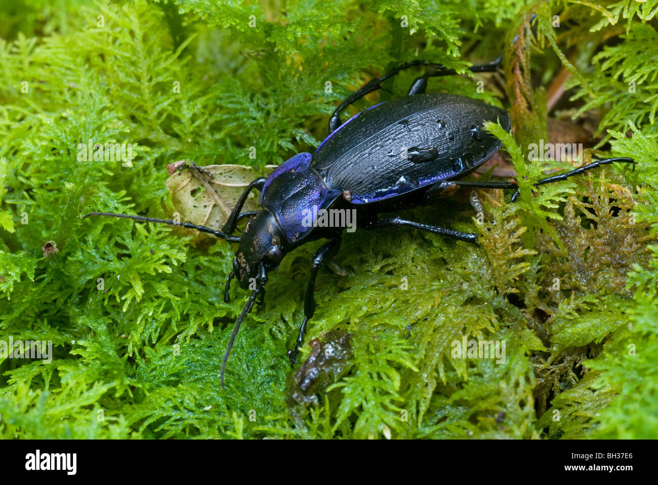 The ground beetle species Carabus problematicus Stock Photo - Alamy