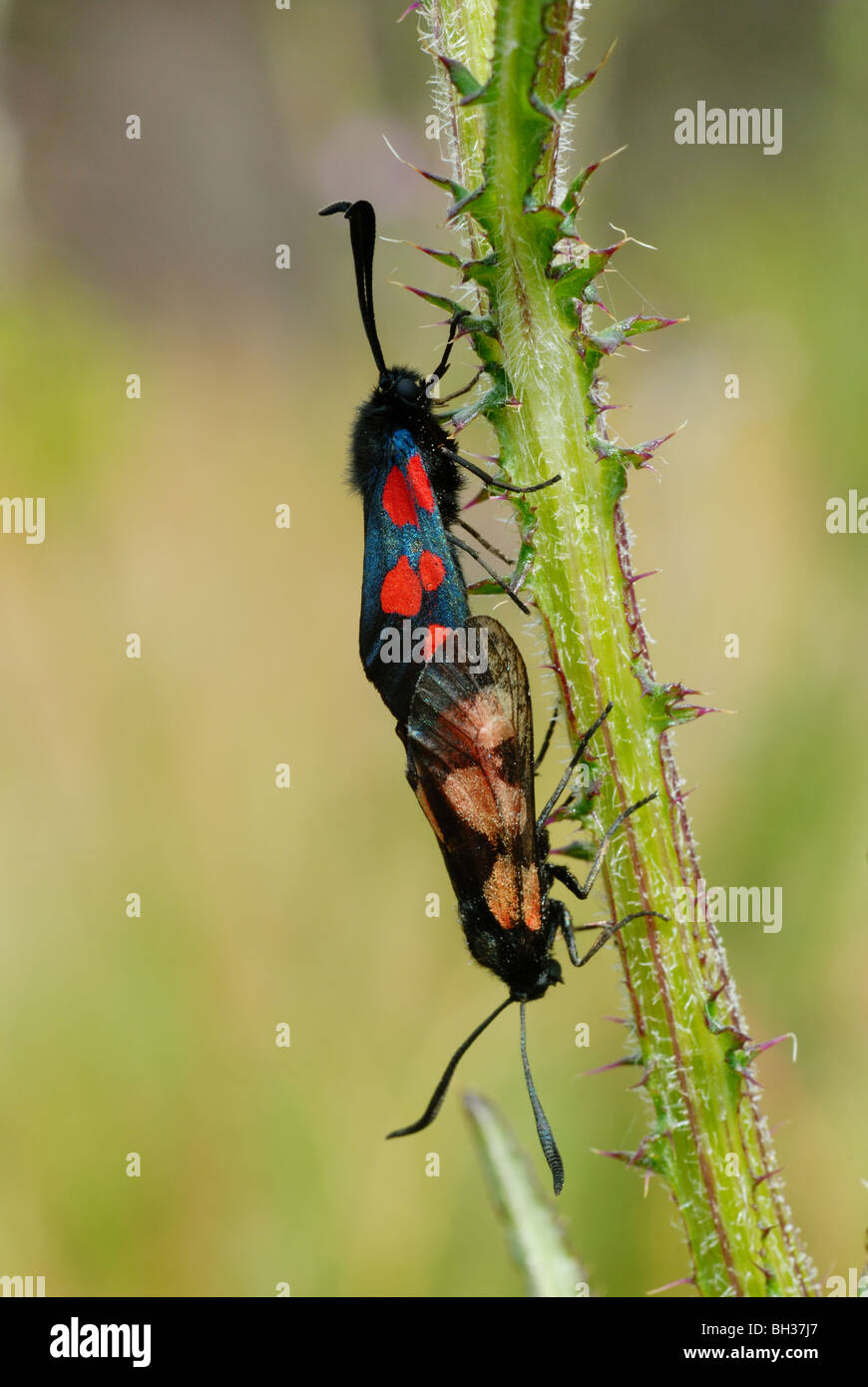 Five-Spotted Burnet Moth (Zygaena trifolii) mating Stock Photo - Alamy