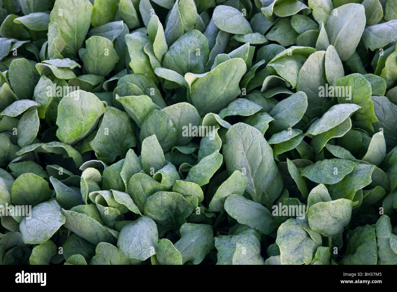 Baby Spinach Growing High Resolution Stock Photography and Images - Alamy