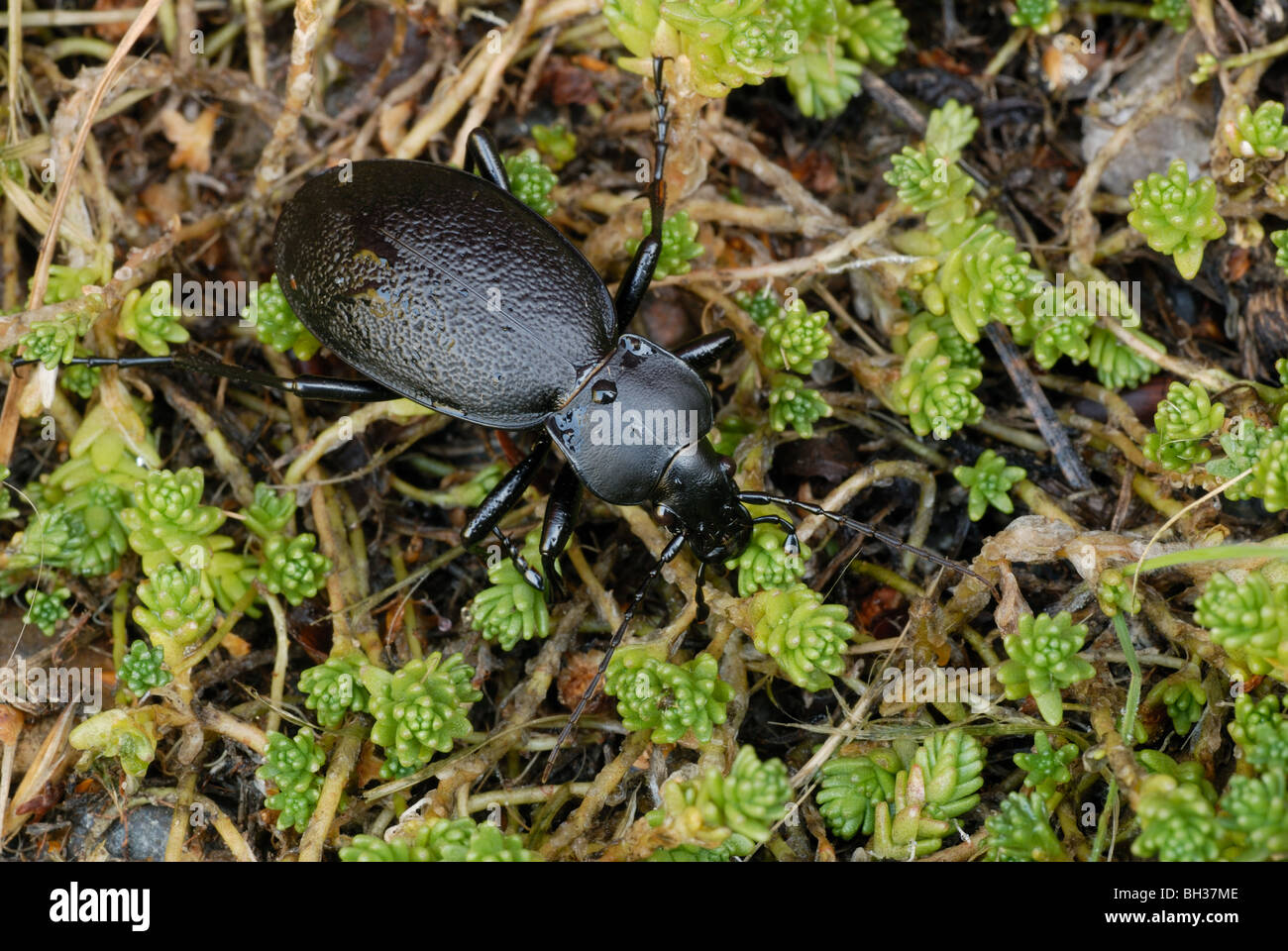 The ground beetle species Carabus coriaceus Stock Photo - Alamy