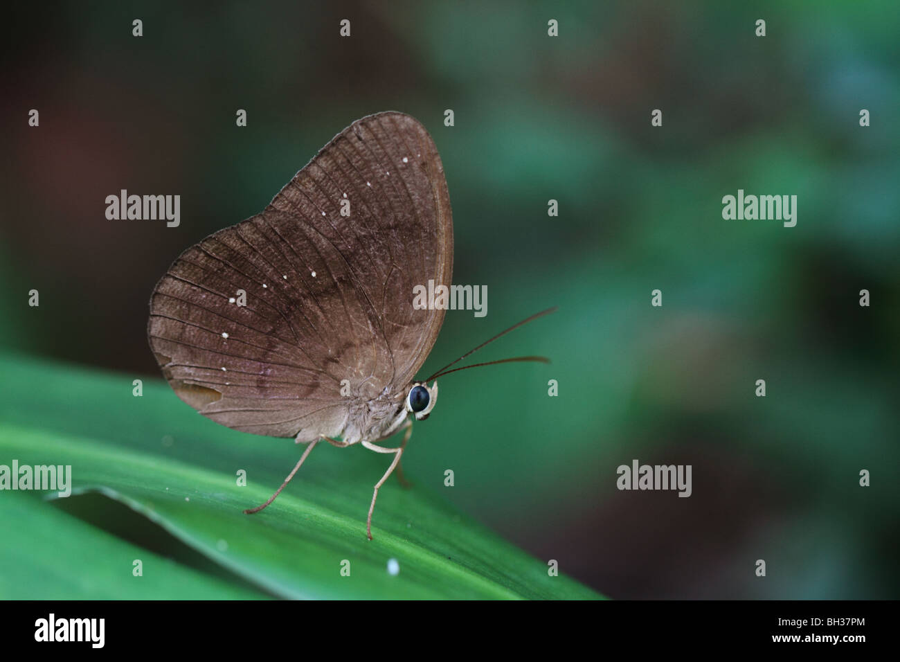 Morphinae hi-res stock photography and images - Alamy