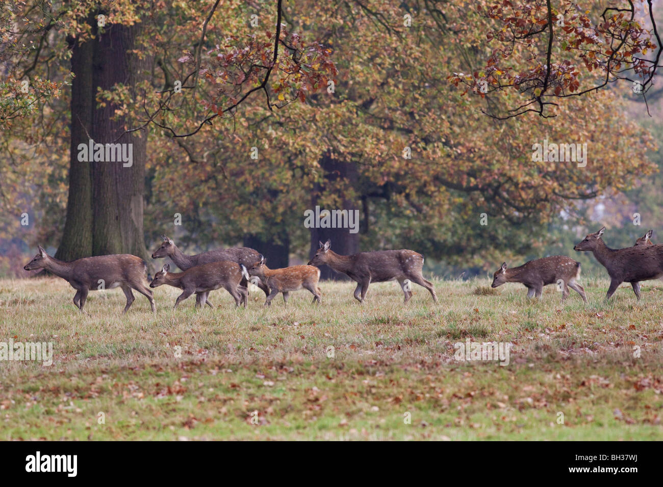 Deer in the English countryside Stock Photo - Alamy