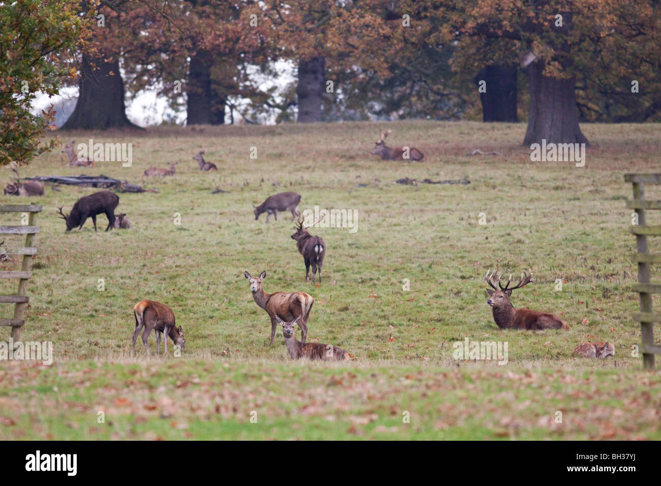 Deer in the English countryside Stock Photo - Alamy