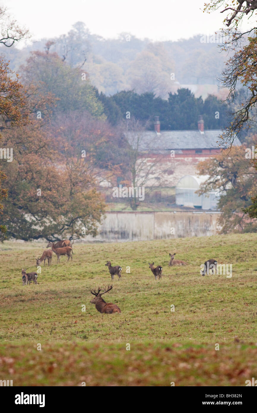 Woburn deer red hi-res stock photography and images - Alamy