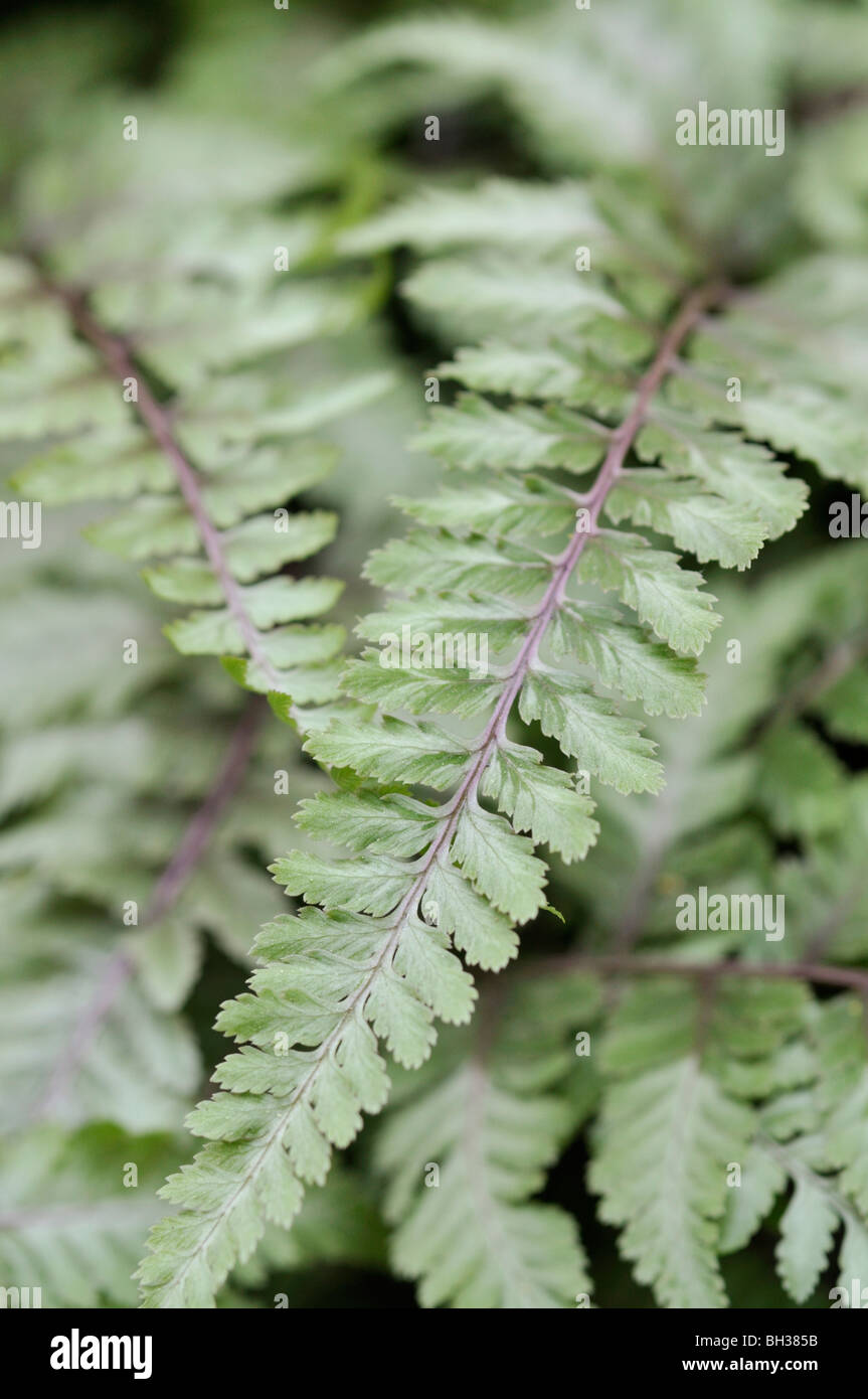 Japanese painted fern hi-res stock photography and images - Alamy
