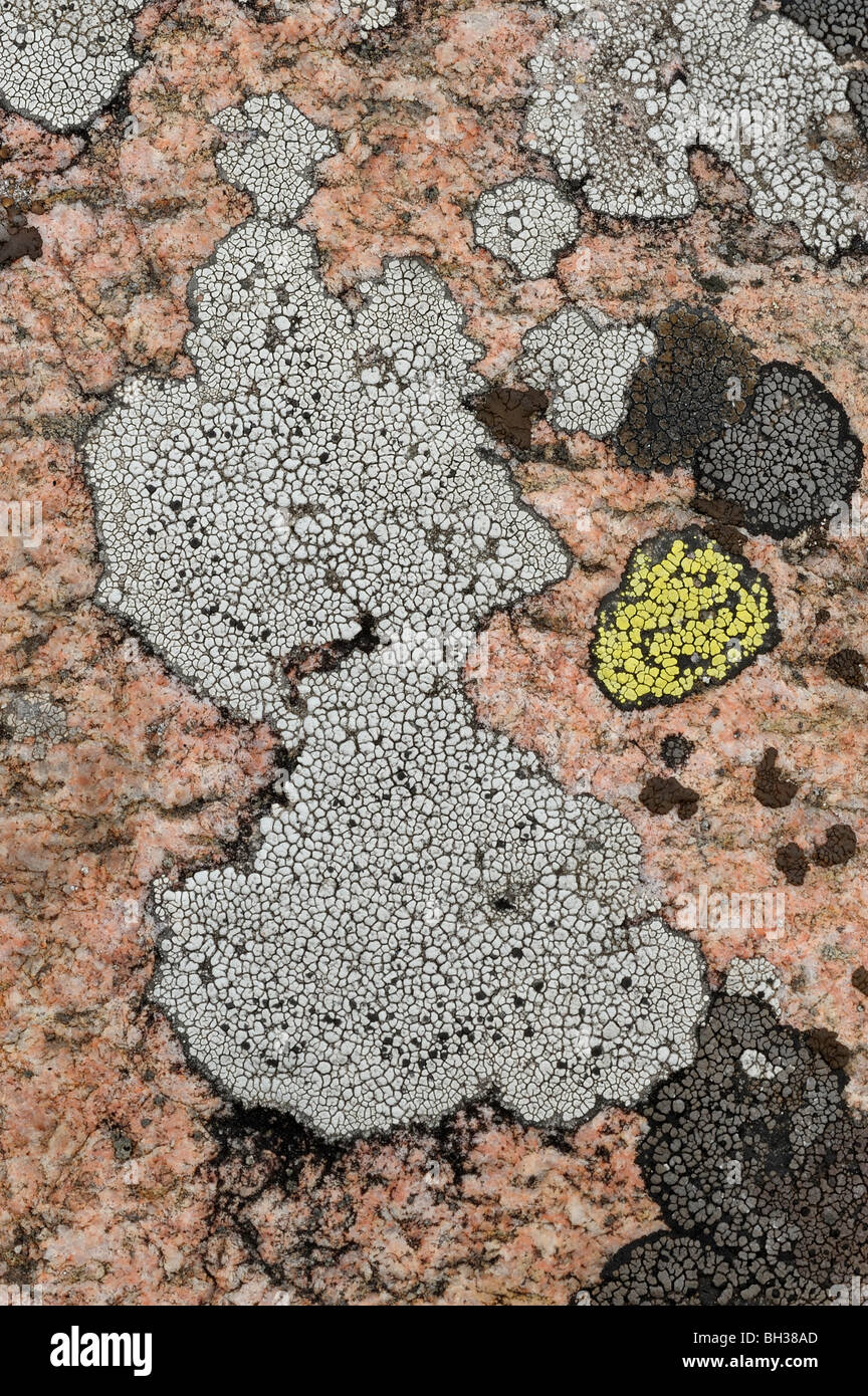 Lichen colonies on pink granite, Killarney Provincial Park, Ontario ...